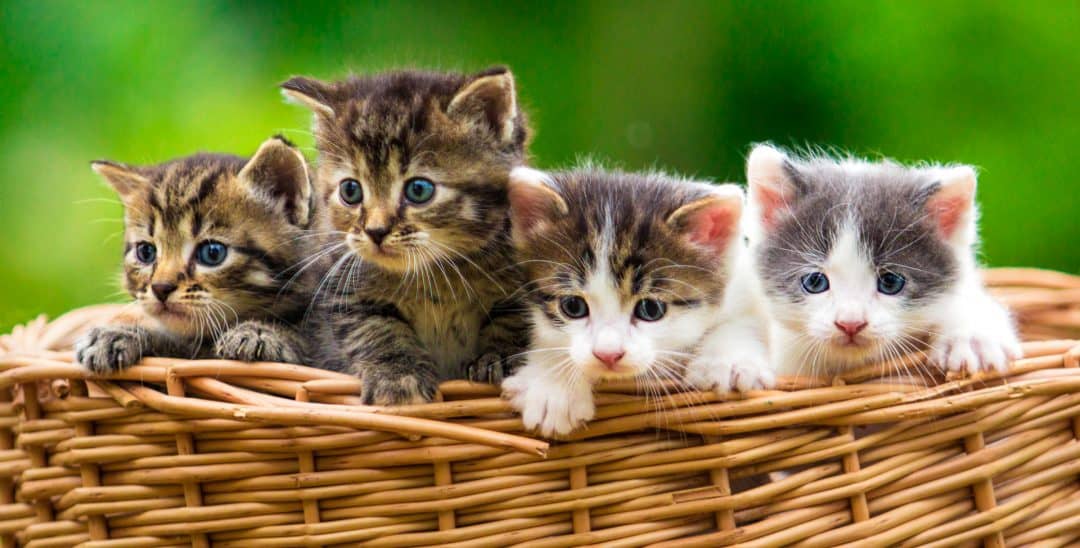 Pet Health | Great Neck Veterinary Clinic