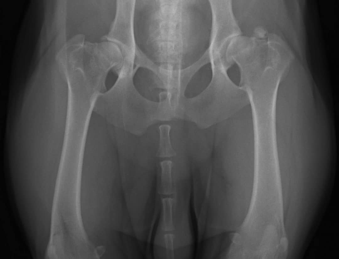 Services | Great Neck Veterinary Clinic