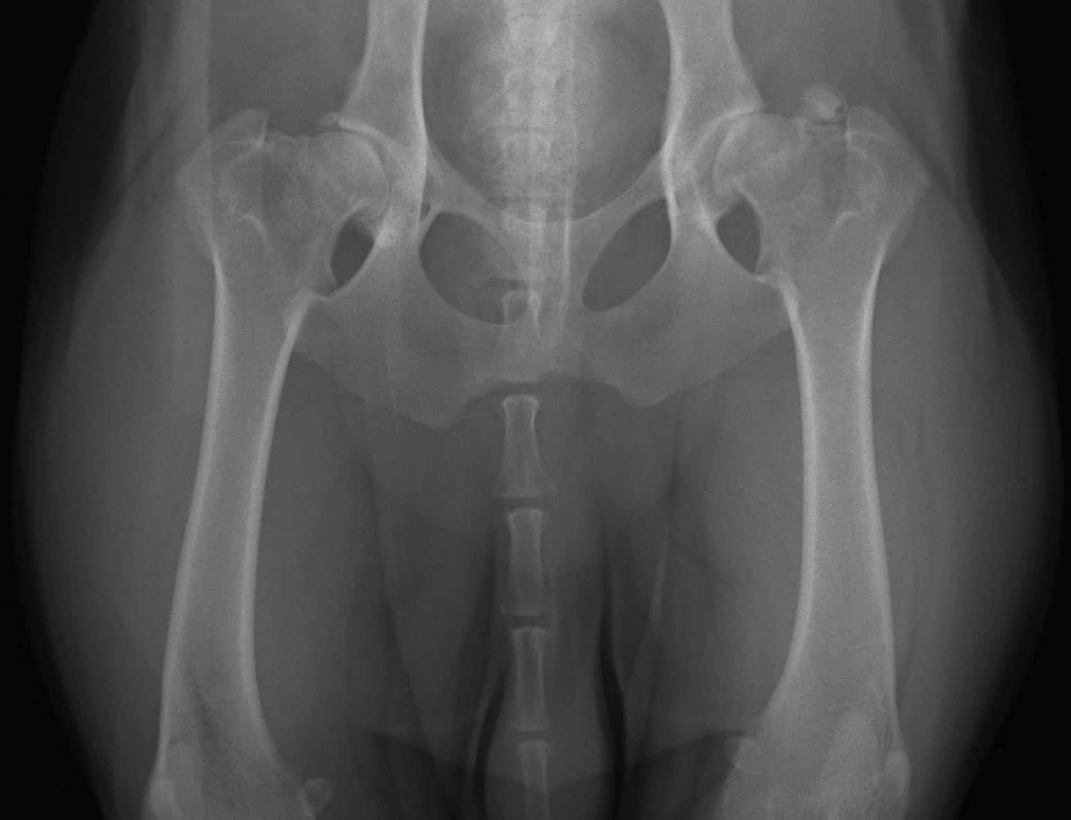 Services | Great Neck Veterinary Clinic