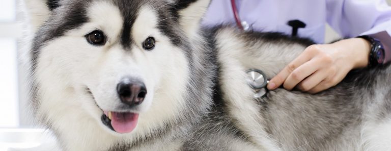 Pet Health | Great Neck Veterinary Clinic