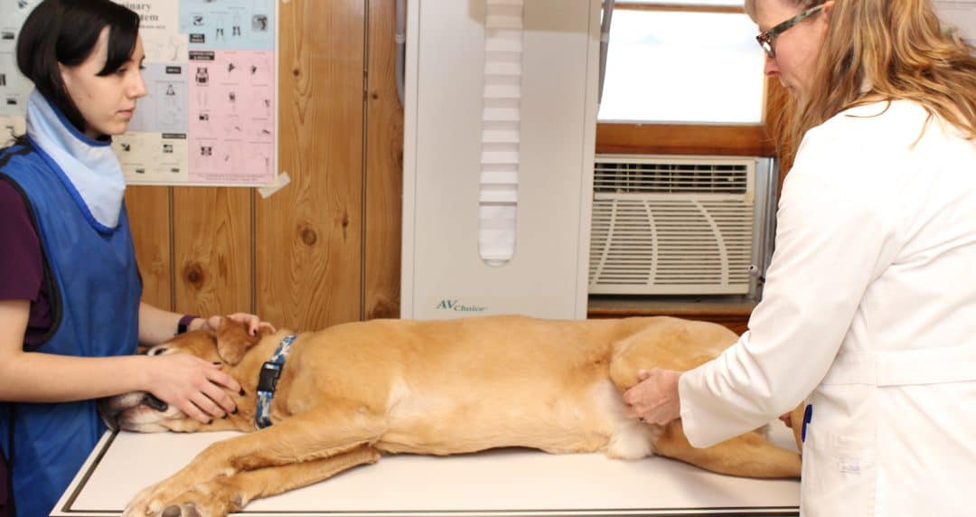 Services | Great Neck Veterinary Clinic